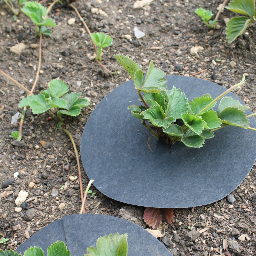 Strawberry Plant Covers
