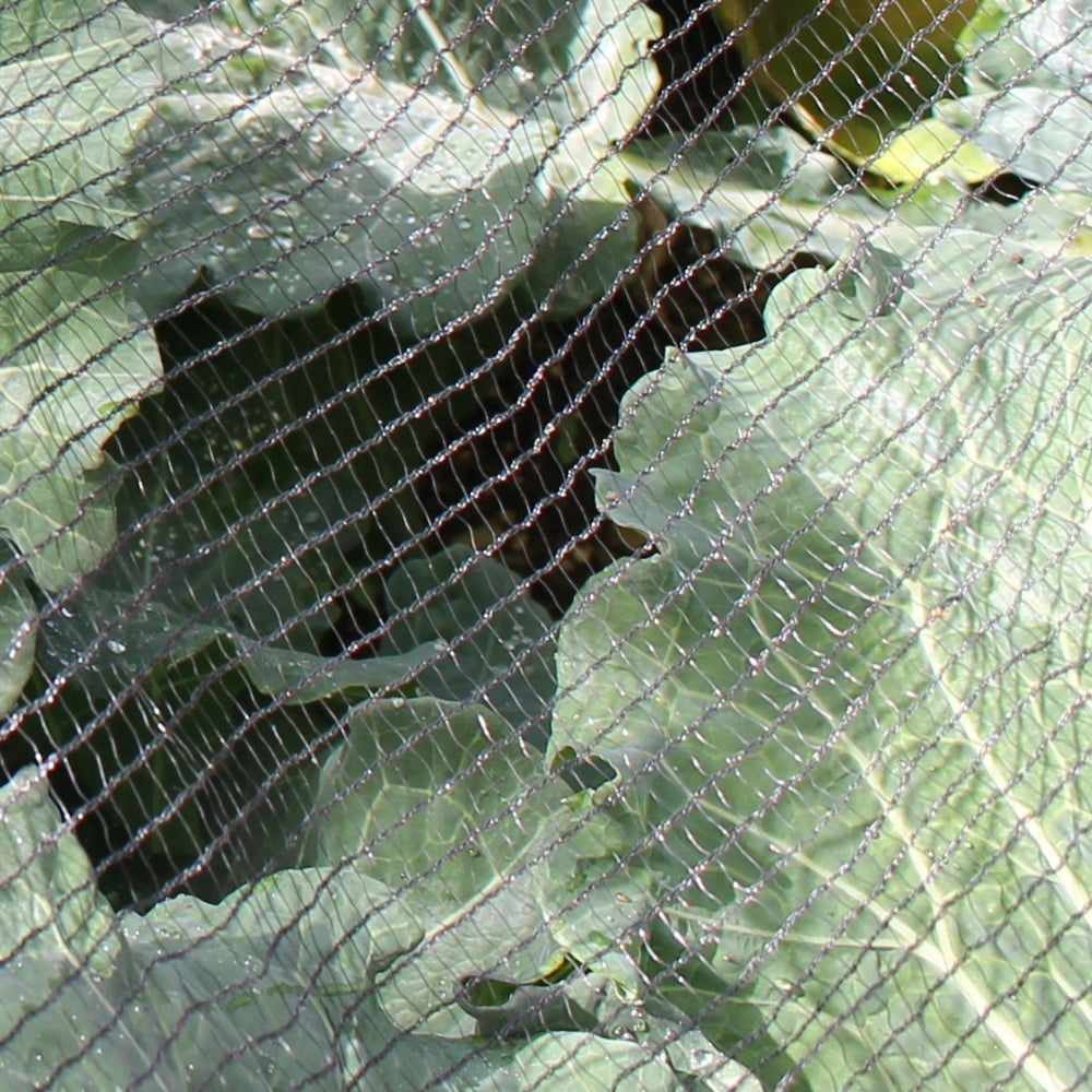 Low cages with Black Butterfly Netting [7] – Garden Netting
