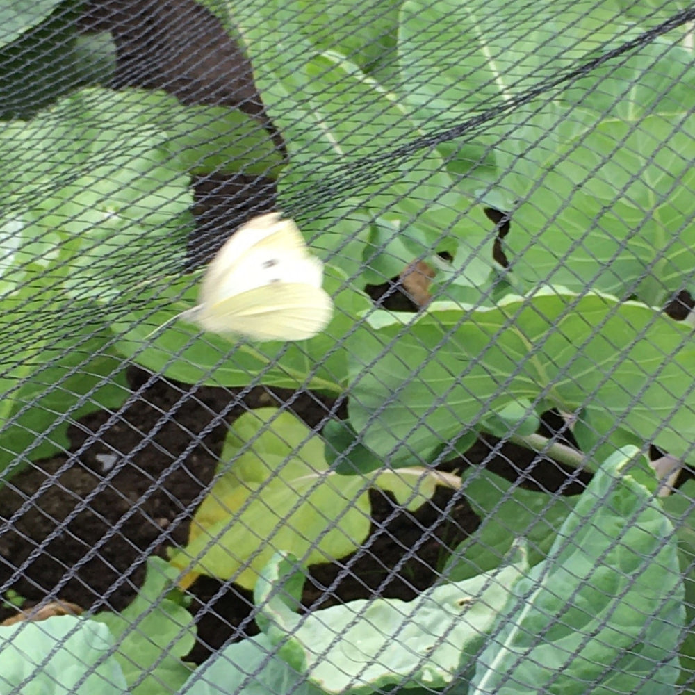 Low cages with Black Butterfly Netting [6] – Garden Netting
