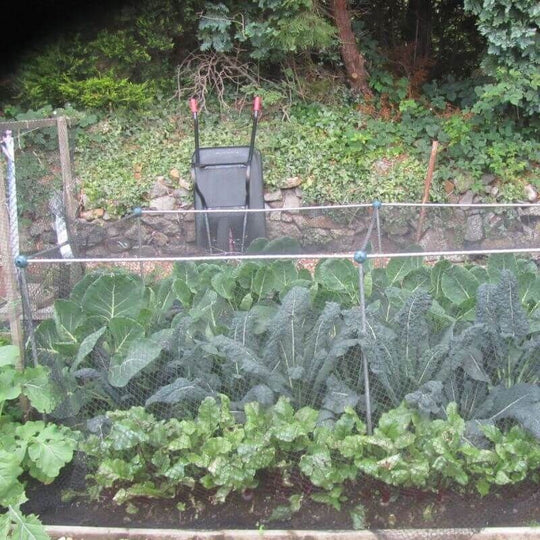 Carrot Fly Netting 1m Wide – Garden Netting