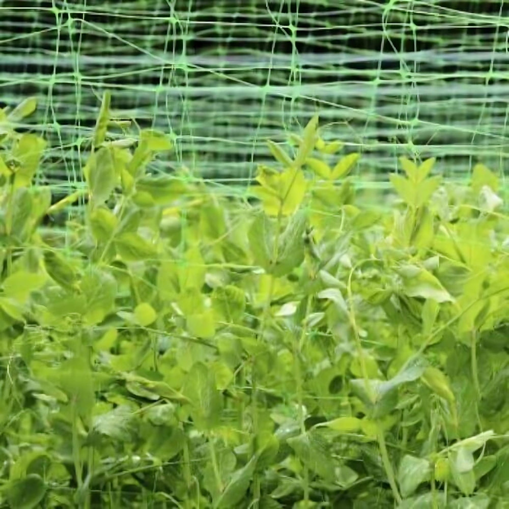 Pea and Bean Netting Uses and Benefits for Climbing Plants – Garden Netting