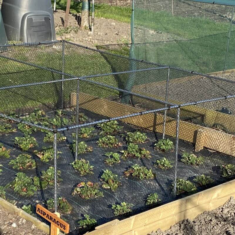 Low Cages with Black Bird Netting [1] – Garden Netting